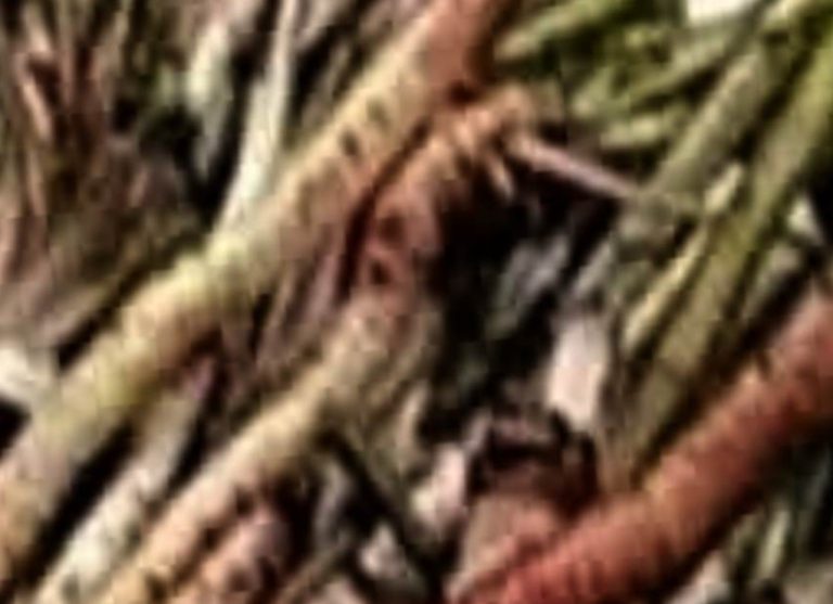 The Powerful Plant That May Support Cancer Treatment: A Closer Look at ...